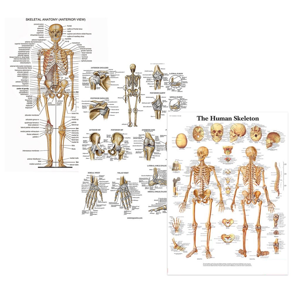 Human Body System Poster Anatomy Chart Educational Home Hangings